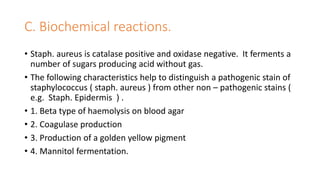Cocci , staphylococcus microbiology | PPTX