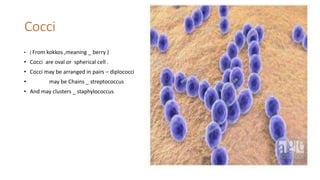 Cocci , staphylococcus microbiology | PPTX