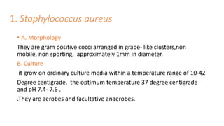 Cocci , staphylococcus microbiology | PPTX