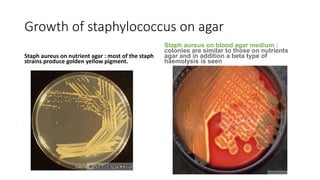 Cocci , staphylococcus microbiology | PPTX