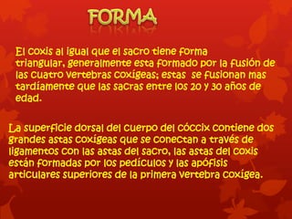 Hueso del Coccix | PPTX