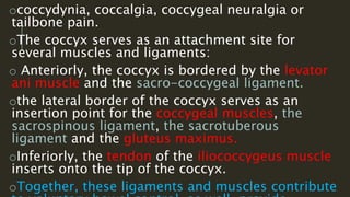 coccydynia.pptx