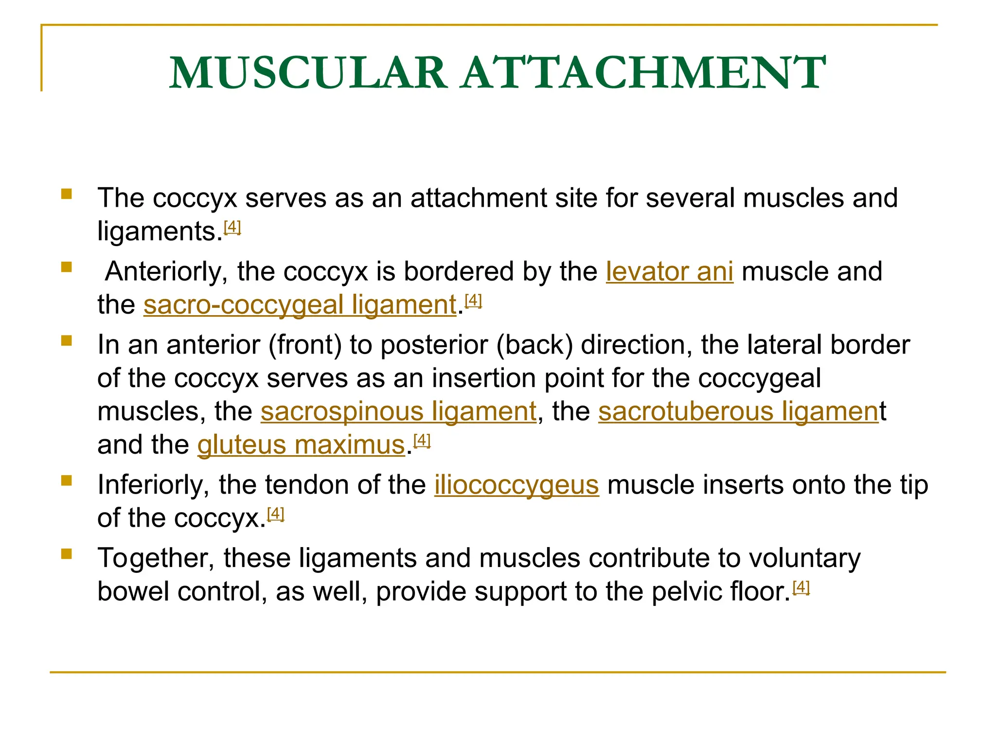 COCCYDYNIA.ppt for physiotherapist students | PPT