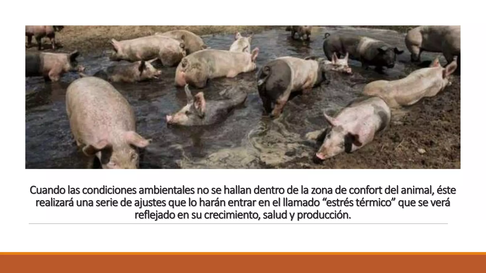 Estrés Calorico en Cerdos | PPT | Descarga Gratuita
