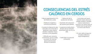 Estrés Calorico en Cerdos | PPTX