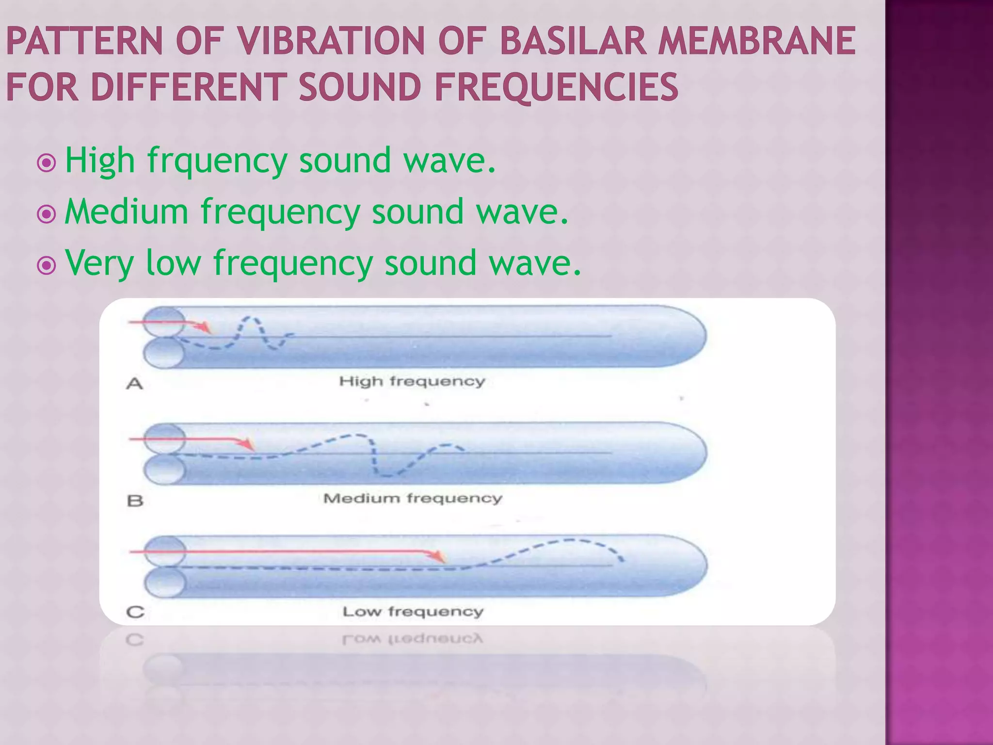 Cochlea & its functions | PPTX