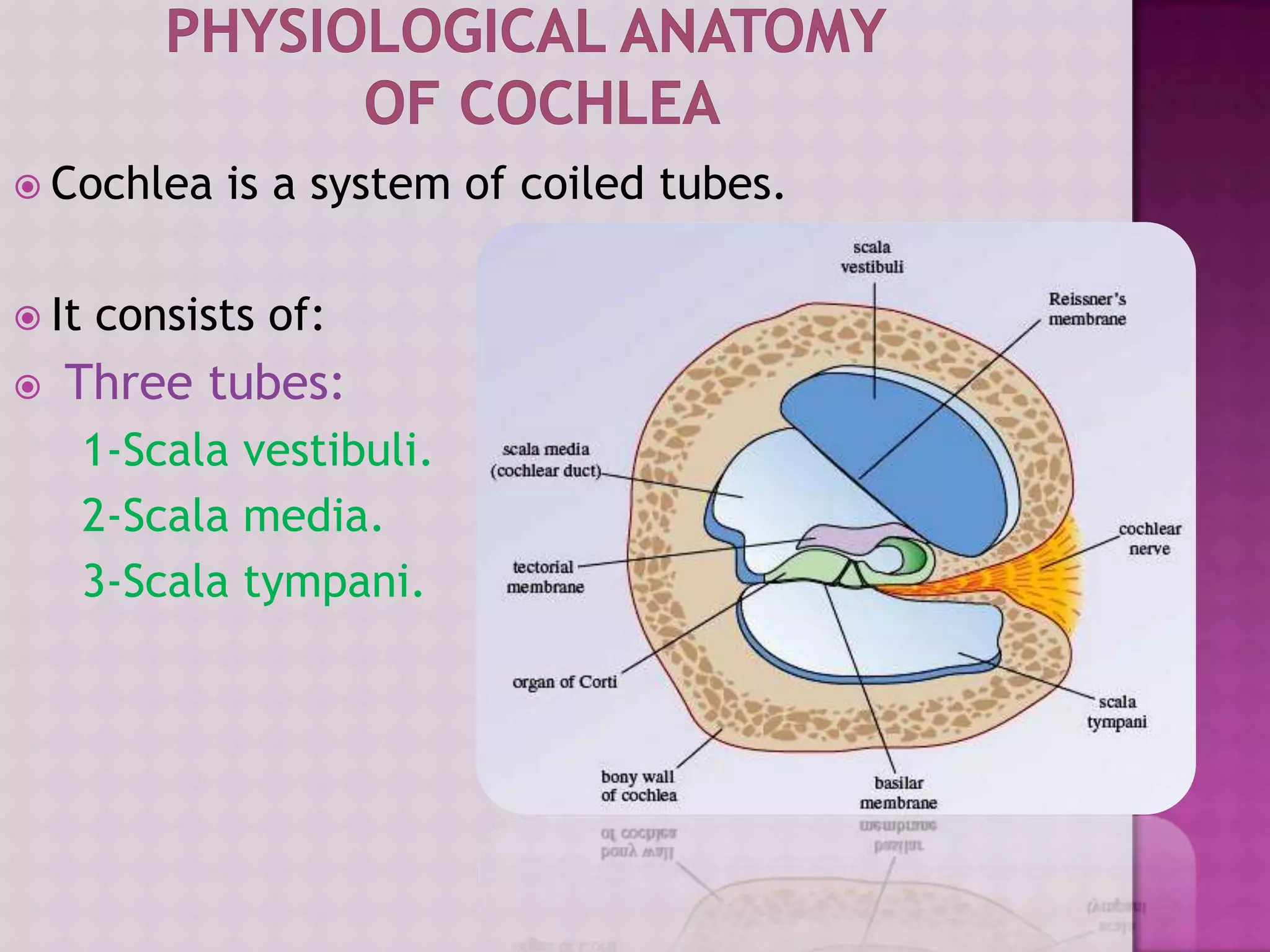 Cochlea & its functions | PPTX