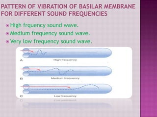 Cochlea & its functions | PPTX