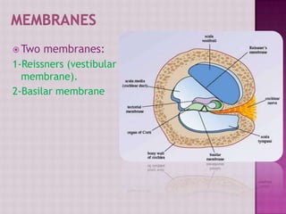 Cochlea & its functions | PPTX