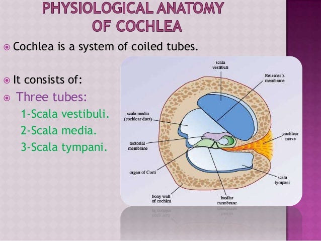 Cochlea & its functions