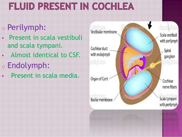 Cochlea & its functions