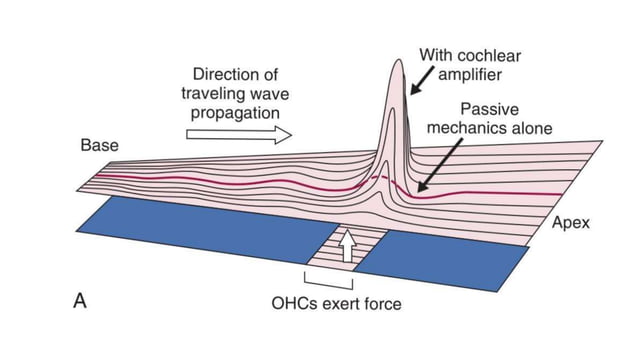 cochlear biophysics .pptx
