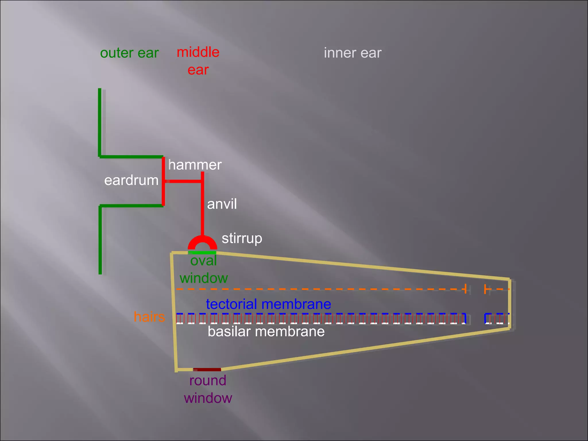 Cochlear mechanics or mechanics of hearing | PPT