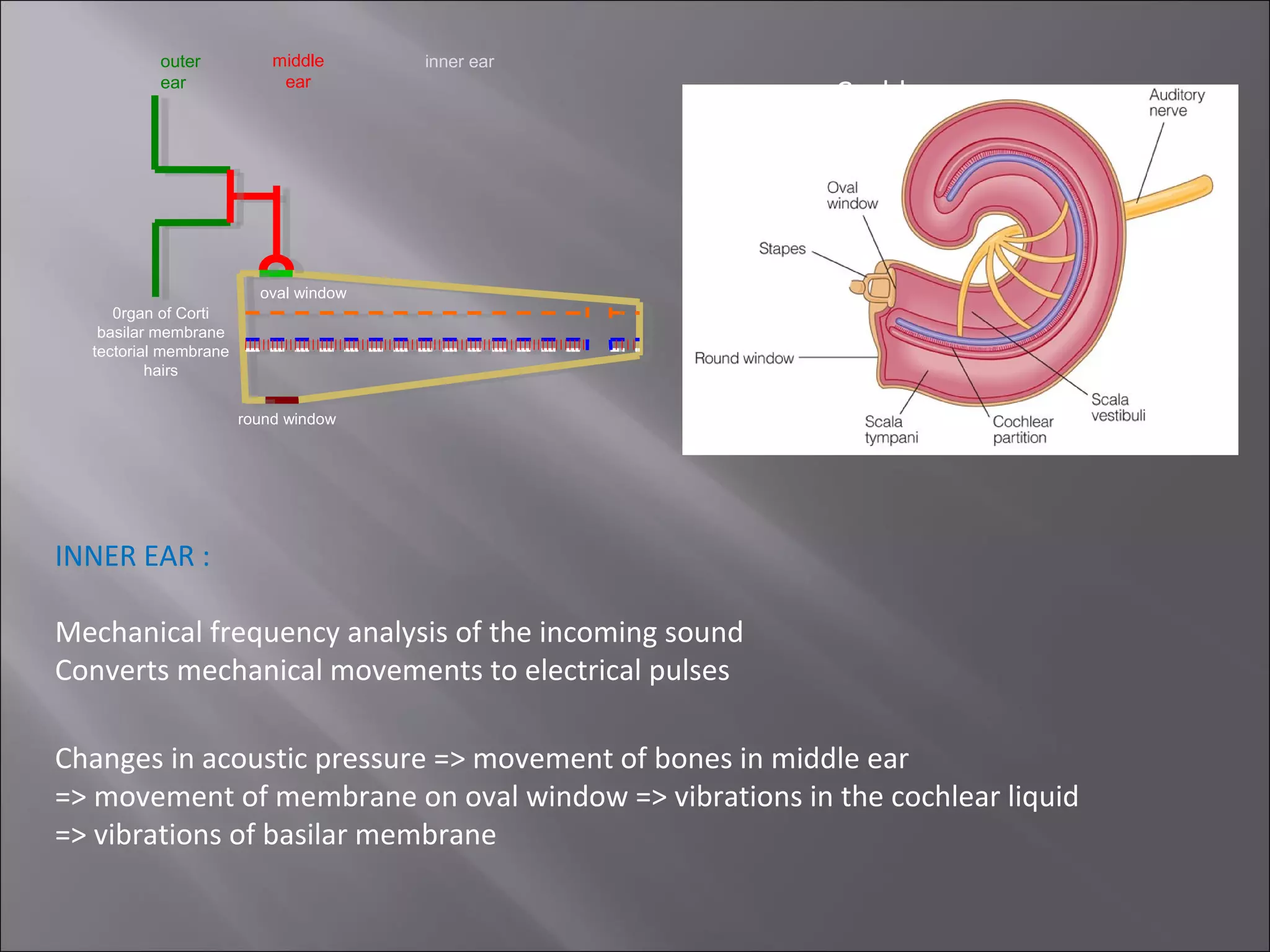 Cochlear mechanics or mechanics of hearing | PPT