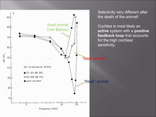 Cochlear mechanics or mechanics of hearing | PPT