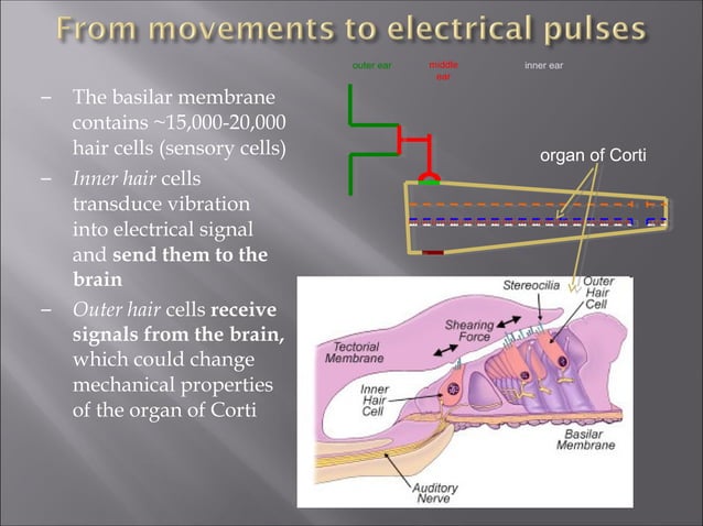 Cochlear mechanics or mechanics of hearing | PPT