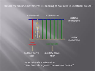 Cochlear mechanics or mechanics of hearing | PPT