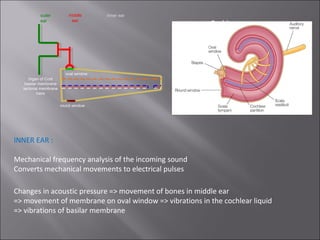 Cochlear mechanics or mechanics of hearing | PPT