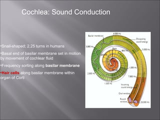 Cochlear mechanics or mechanics of hearing | PPT