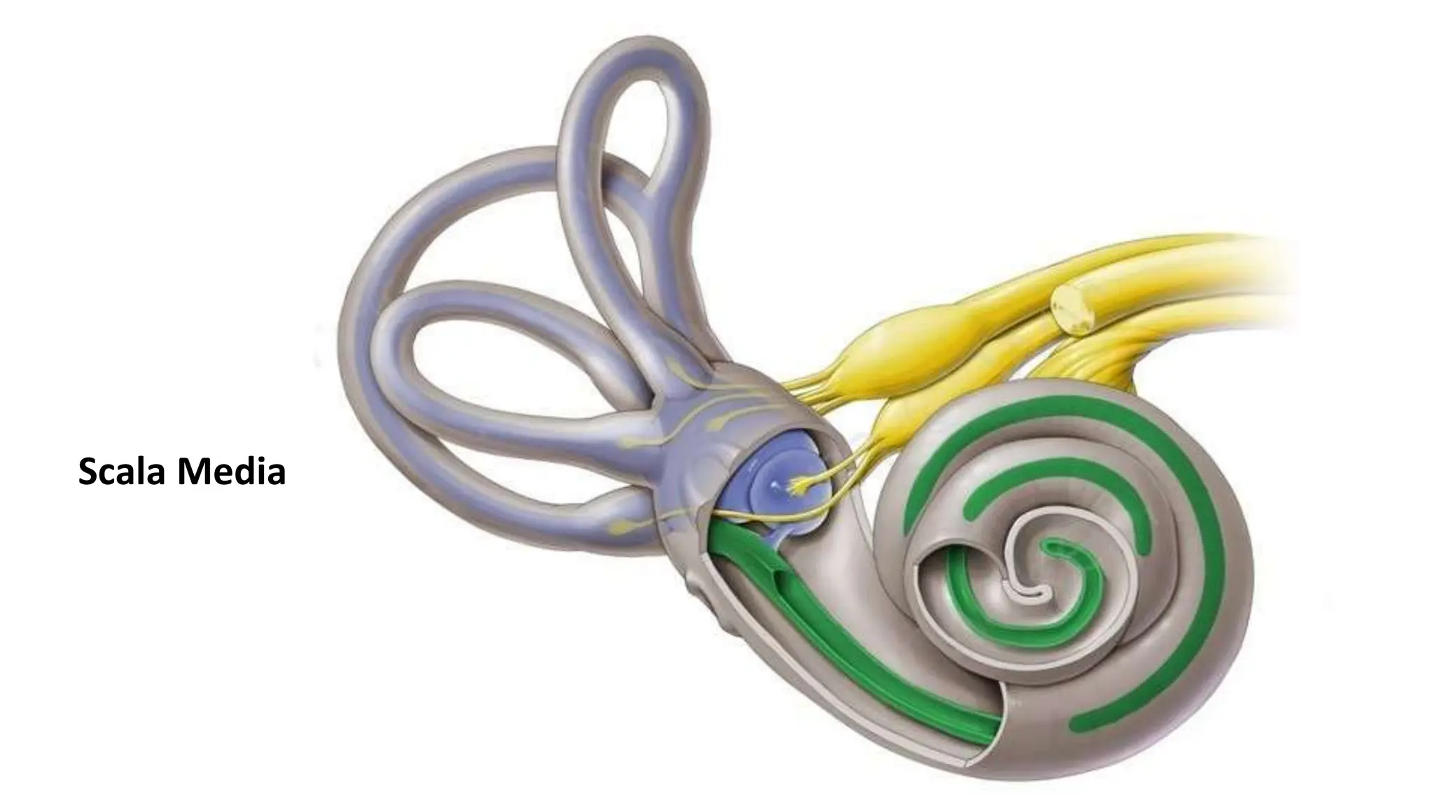 Physiology of hearing cochlear mechanism .pptx
