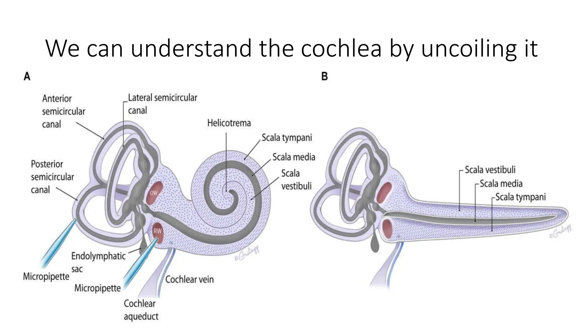 Physiology of hearing cochlear mechanism .pptx
