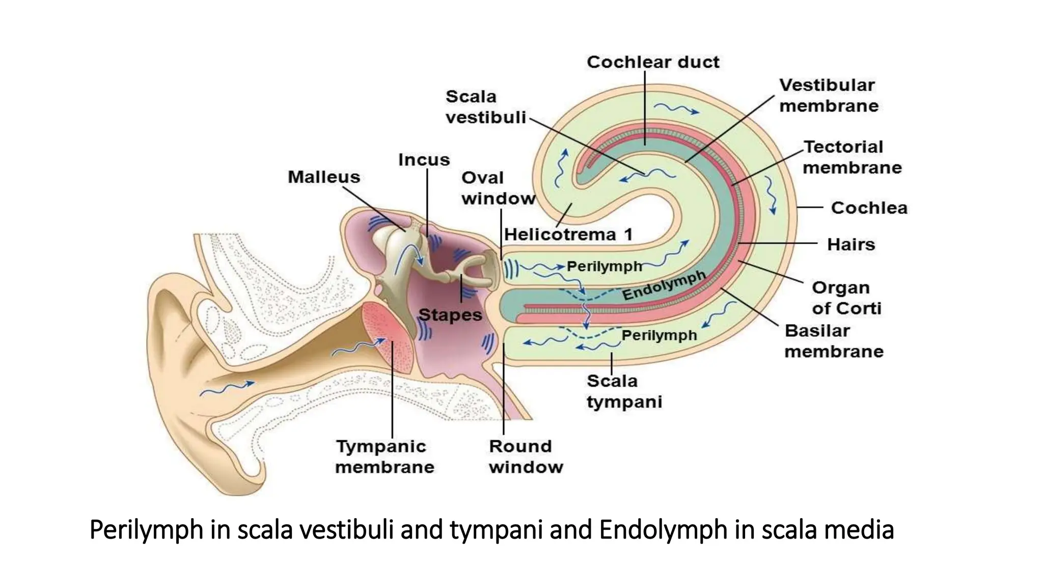 Physiology of hearing cochlear mechanism .pptx