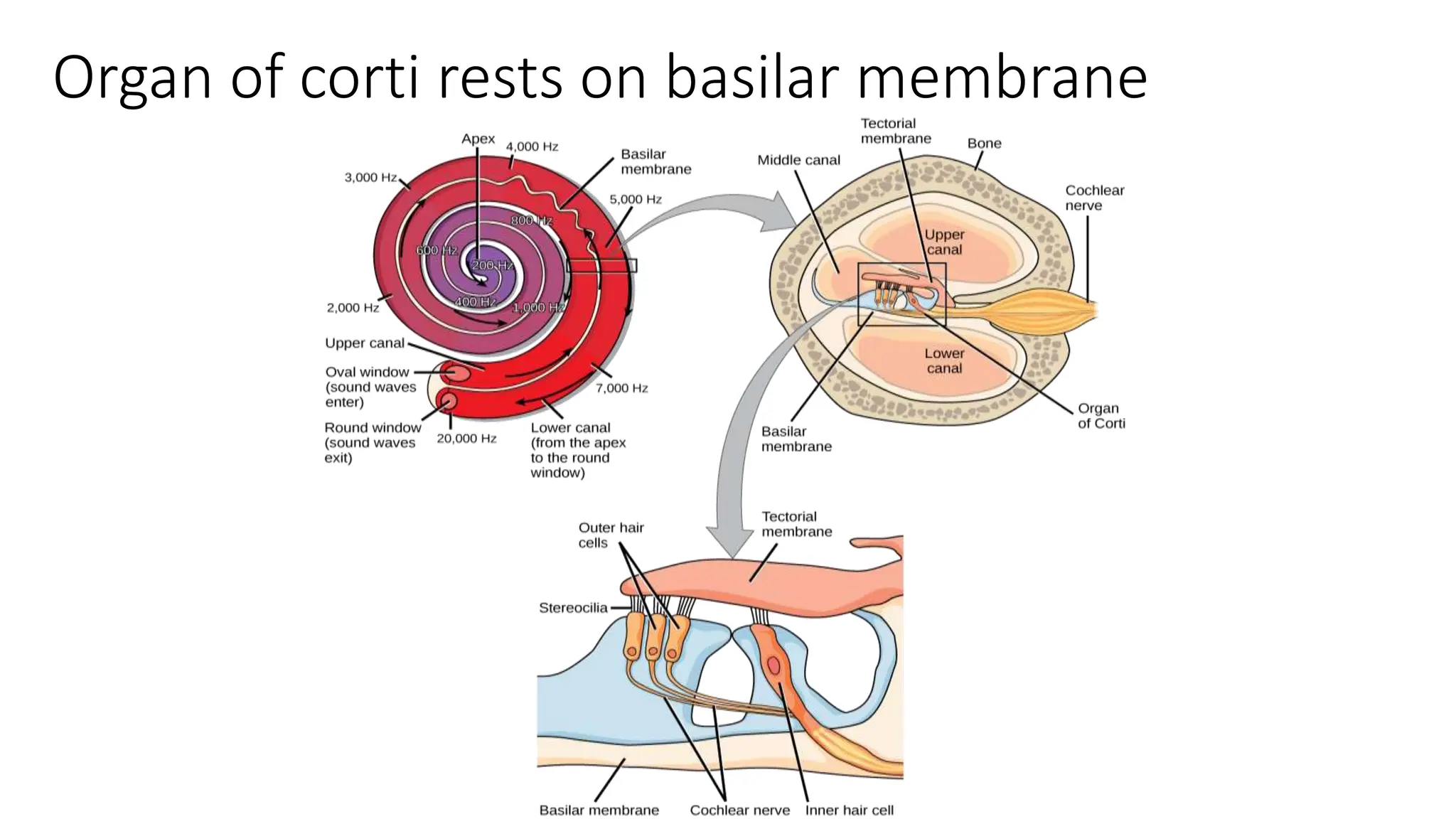 Physiology of hearing cochlear mechanism .pptx