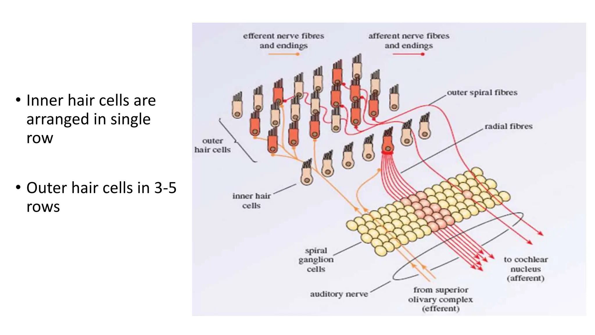 Physiology of hearing cochlear mechanism .pptx