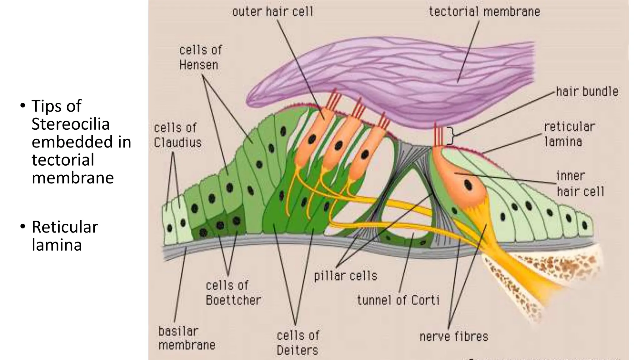 Physiology of hearing cochlear mechanism .pptx