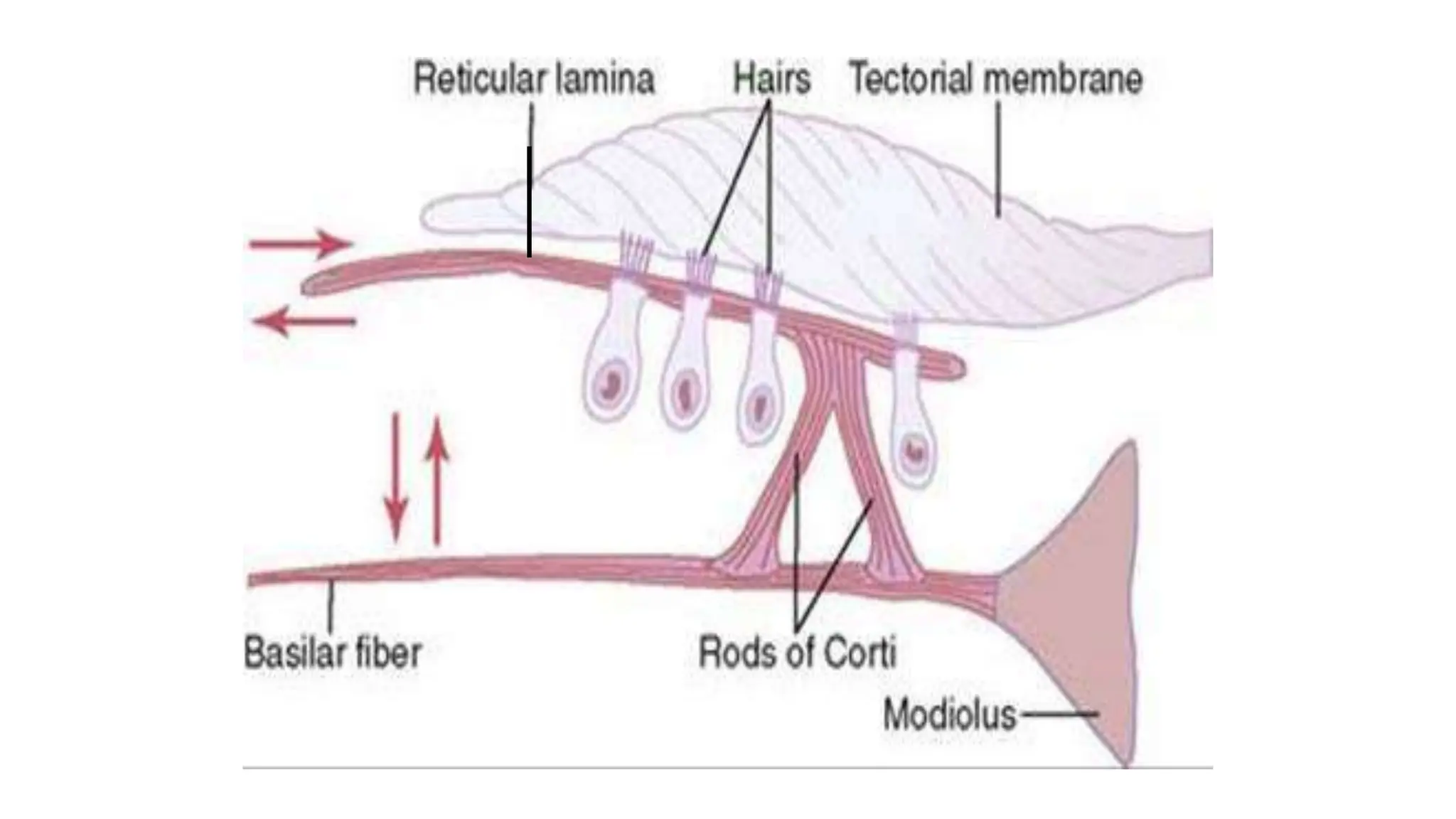 Physiology of hearing cochlear mechanism .pptx