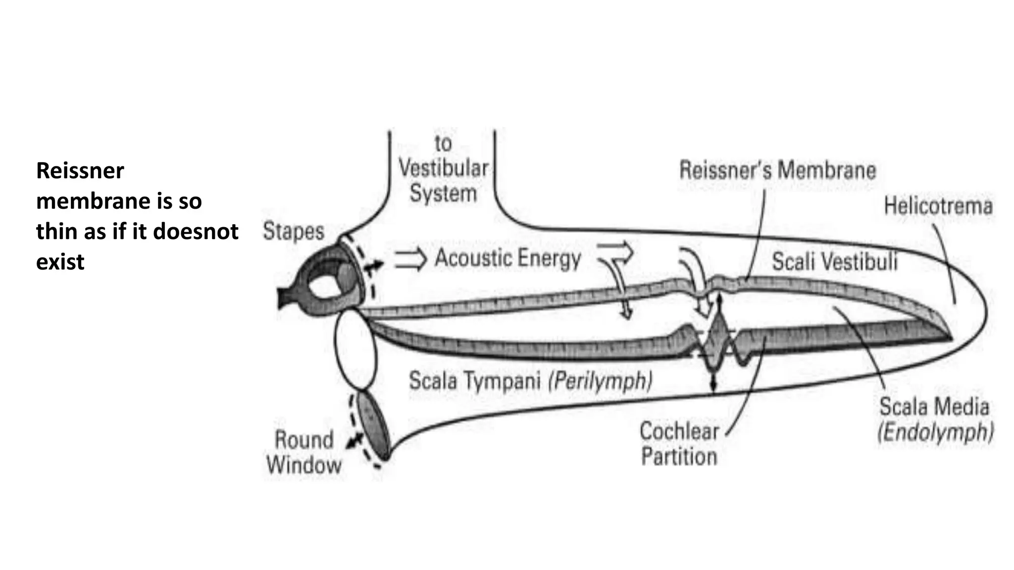 Physiology of hearing cochlear mechanism .pptx