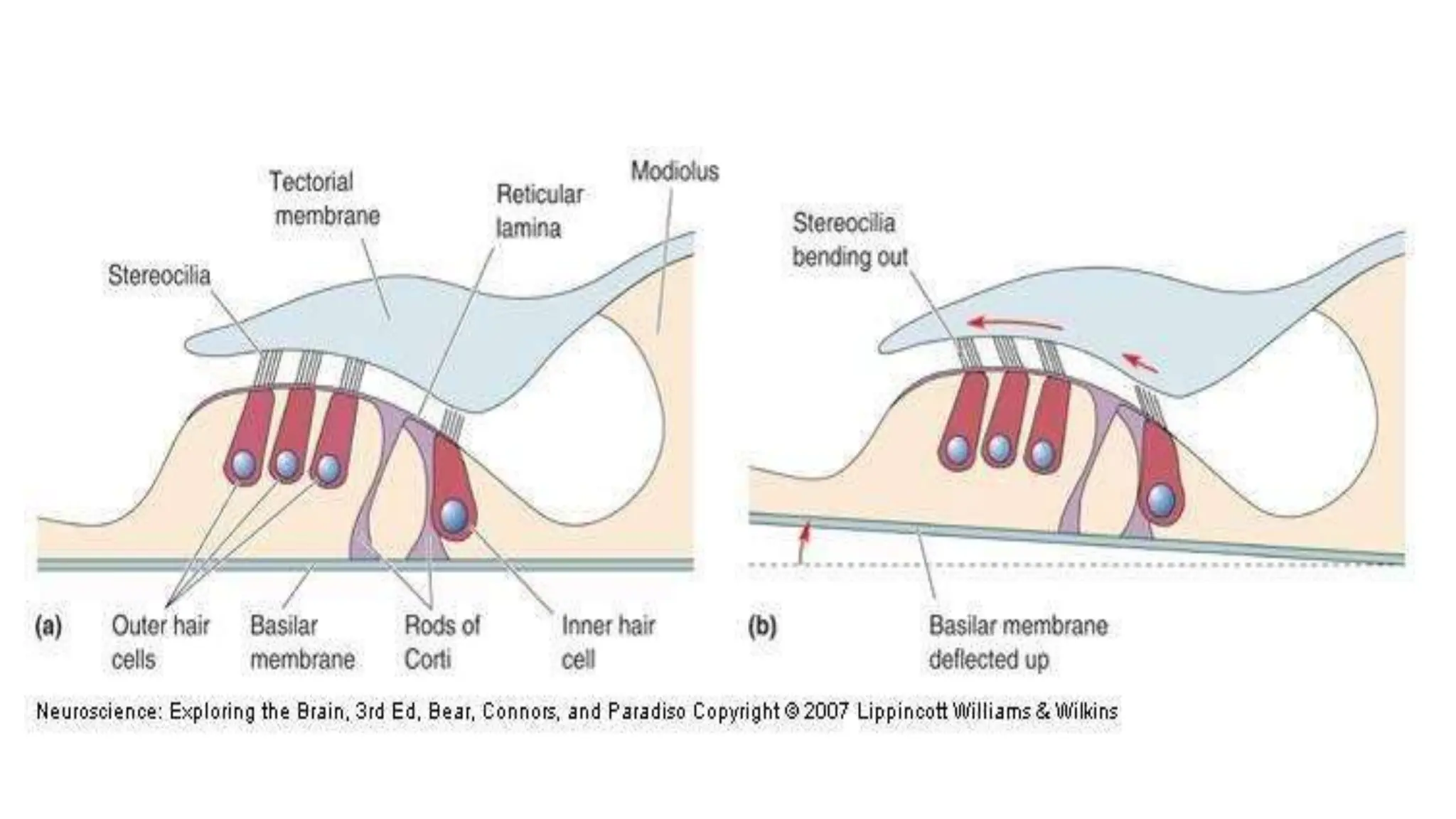 Physiology of hearing cochlear mechanism .pptx