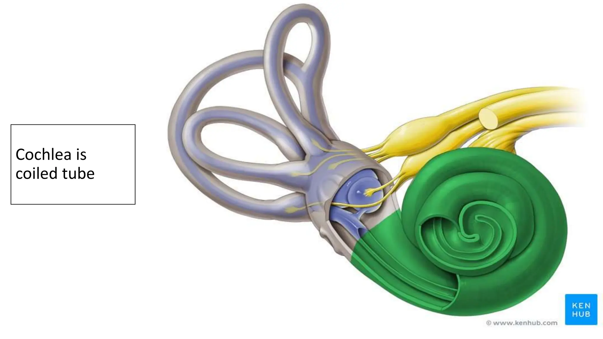 Physiology of hearing cochlear mechanism .pptx