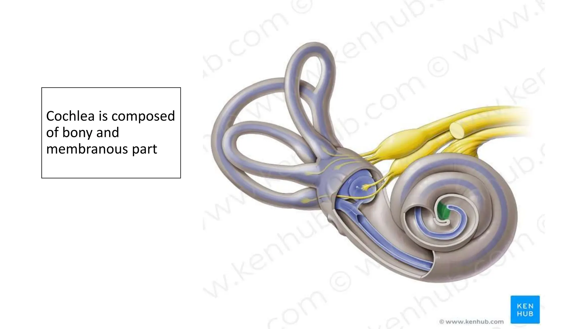 Physiology of hearing cochlear mechanism .pptx