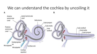Physiology of hearing cochlear mechanism .pptx