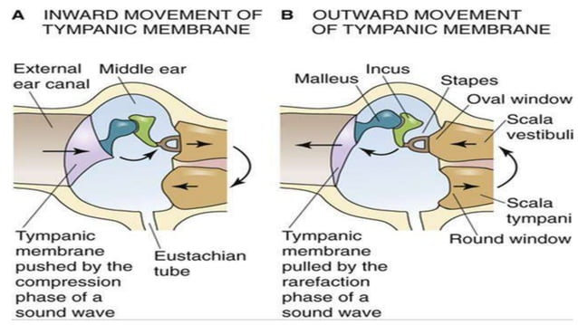 Physiology of hearing cochlear mechanism .pptx