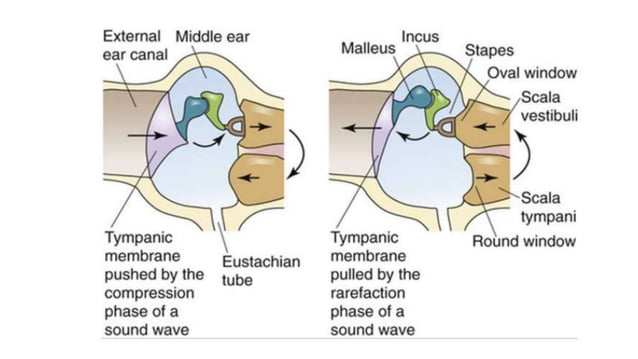 Physiology of hearing cochlear mechanism .pptx