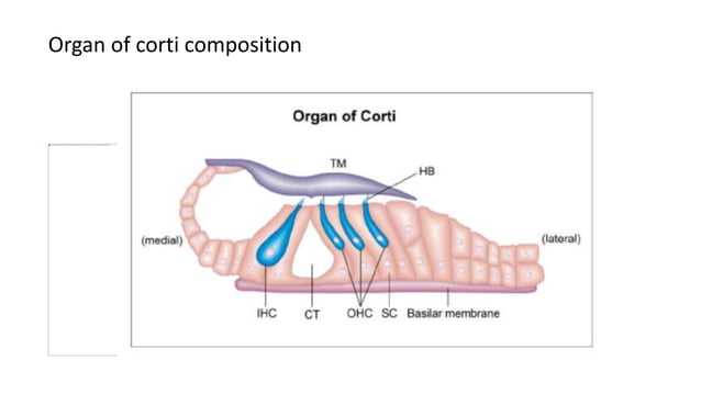 Physiology of hearing cochlear mechanism .pptx
