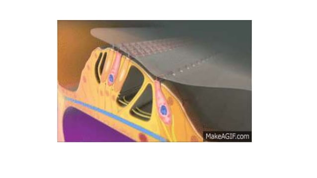 Physiology of hearing cochlear mechanism .pptx