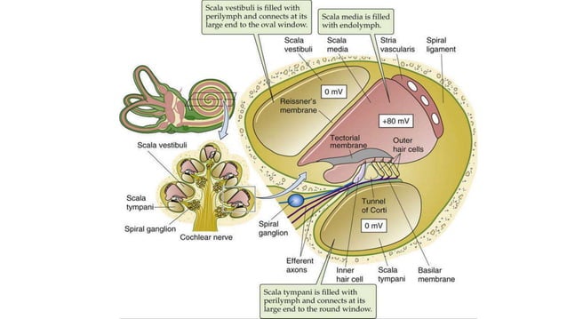 Physiology of hearing cochlear mechanism .pptx