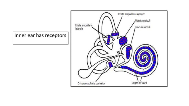 Physiology of hearing cochlear mechanism .pptx