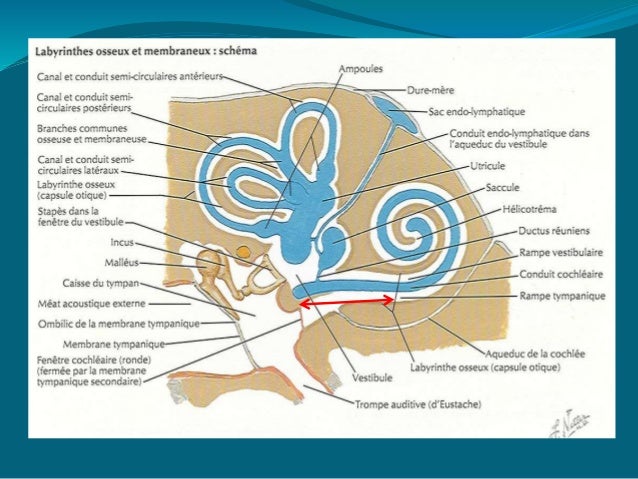Cochlée et voies cochléaires