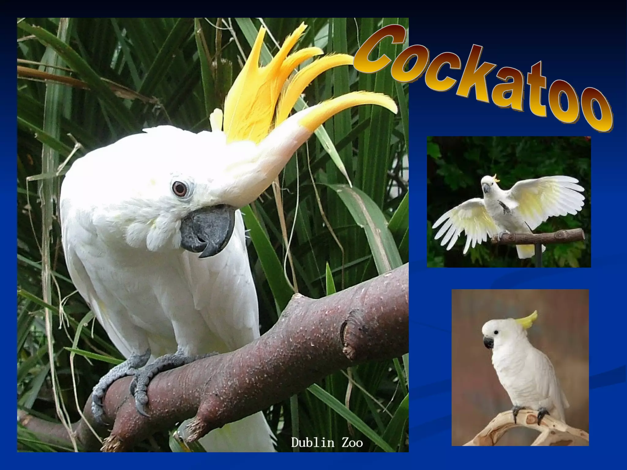 Cockatoo | PPT