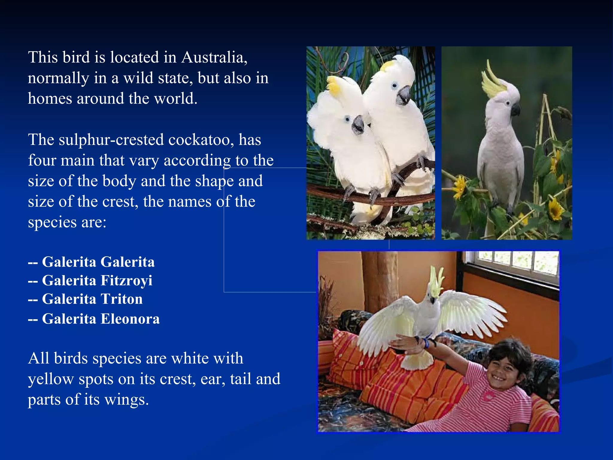 Cockatoo | PPT