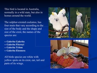 Cockatoo | PPT