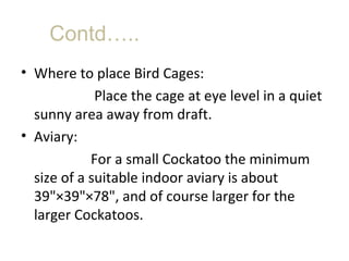 Cockatoo production & management | PPT