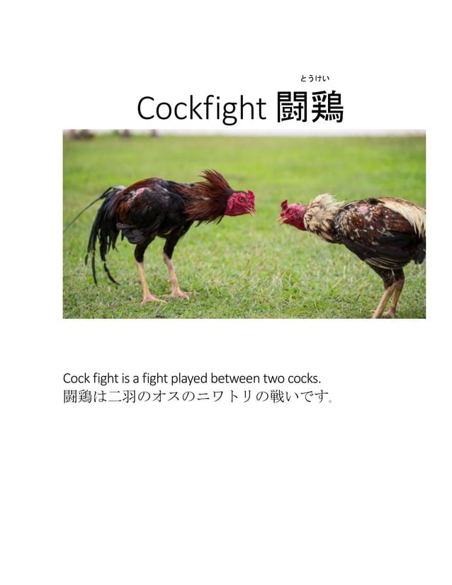 Cockfight Pdf