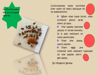 Cockorahc adaptation | DOCX