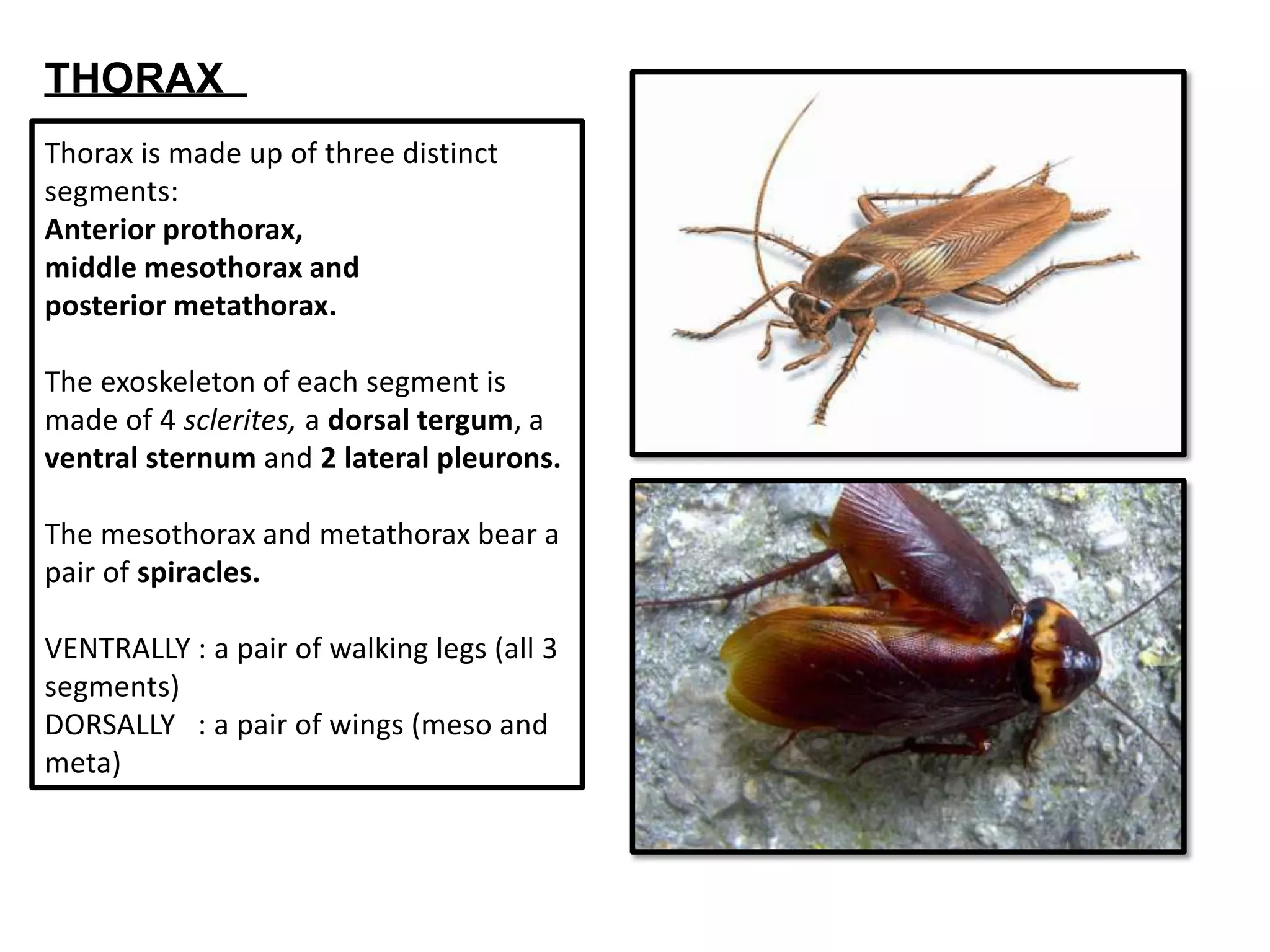 cockroach | PPTX