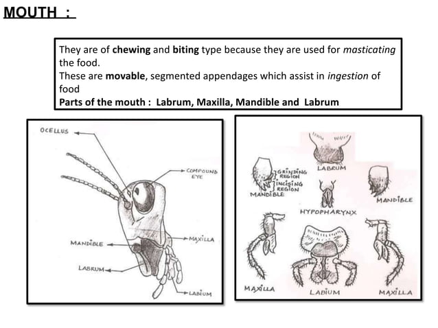 cockroach | PPTX | Geography | Science